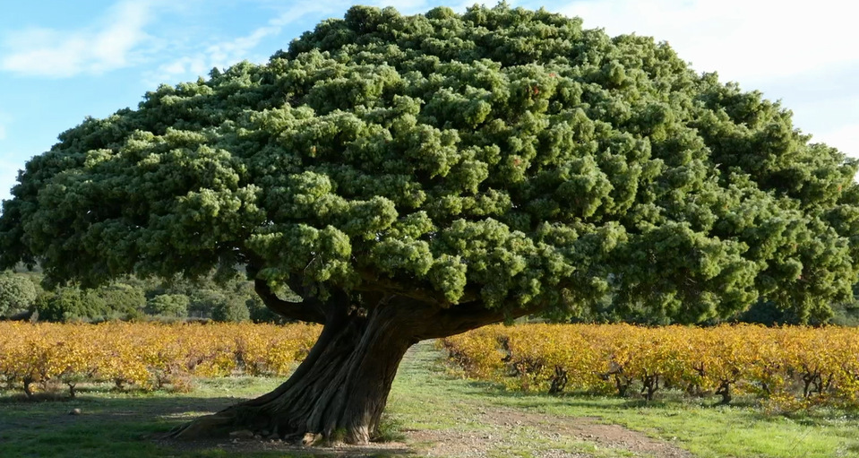 Les arbres remarquables, un patrimoine à protéger - Saint Chély d'Apcher Les arbres remarquables, un patrimoine à protéger - Saint Chély d'Apcher